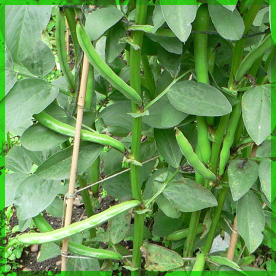 fazole